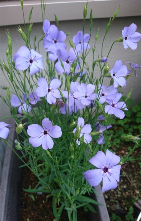 濃いラベンダーブルーの撫子 ビスカリアブルーエンジェル GARDEN GARDEN