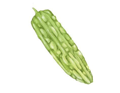 Bitter Melon Watercolor Illustration Isolated Element 28087580 Png
