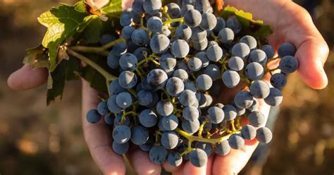 Tinto Fragoso La Uva Manchega Extinta Y única En El Mundo Que Una