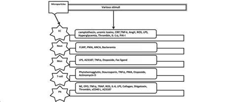 Stimuli For Microparticle Production Ec Mps Endothelial Cell Download Scientific Diagram
