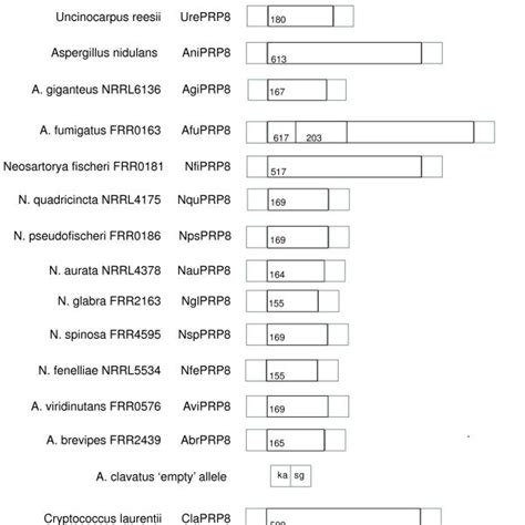 Full Length And Mini Inteins Encoded Within Fungal Prp8 Genes Drawn To Download Scientific