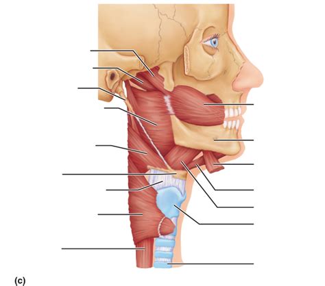 Constrictors Muscles Diagram Quizlet