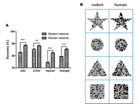Figure 3 From Comparison Between Human And Rodent Neurons For Persistent Activity Performance A