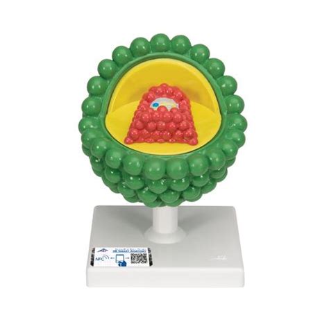 Hiv Model 1000336 3b Scientific L40 Condom Training Models