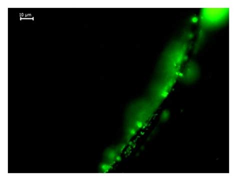 Fluorescence Microscopy Of The Center Of The Biocathode Revealed