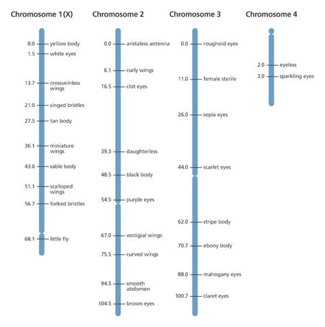 Genetic Map On Chromosome