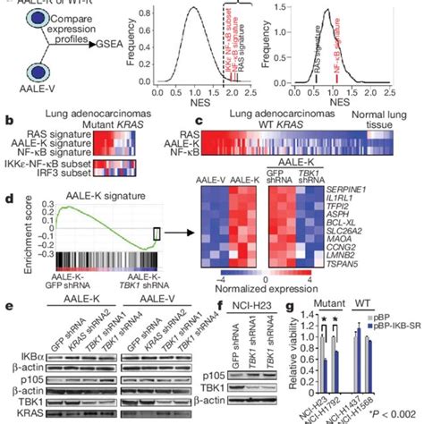 Oncogenic Kras Induced Nf Kb Signalling Involves Tbk1 A Gsea Of