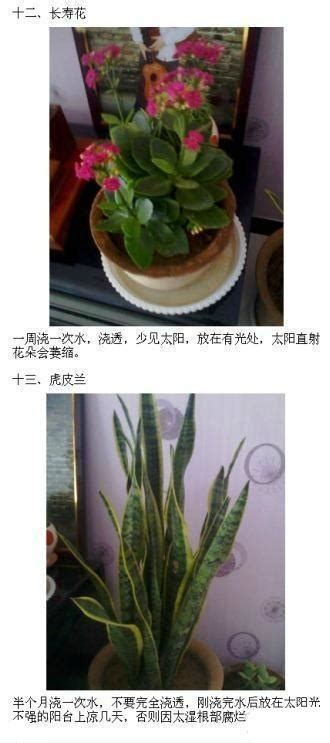 室內盆栽到底多久澆一次水 每日頭條