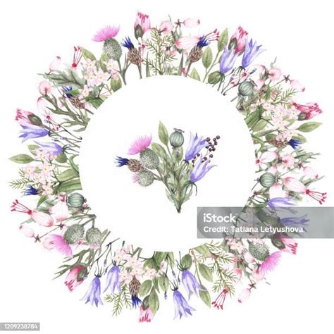 야생화와 둥근 수채화 프레임 엉겅퀴 종 잊지 나 아니 양귀비 싹과 잔디 수채화 손으로 그린 일러스트 레이션입니다 0명에 대한 스톡 벡터 아트 및 기타 이미지 Istock