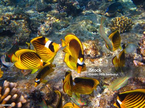 Chaetodon Fasciatus 또는 홍해의 산호초의 광대 한 나비 물고기 샤름 엘 셰이크 이집트 검은색에 대한 스톡 사진
