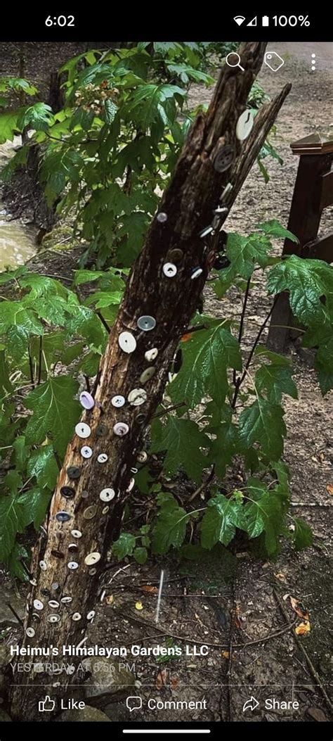 Pin Oleh Hippy At Heart Di DIY Garden Decor