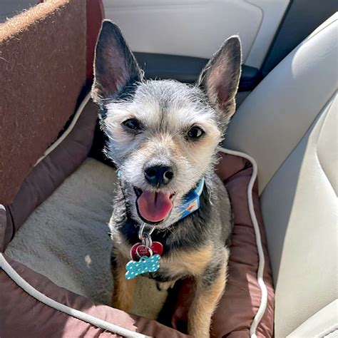 10 Spirited Rat Terrier Mixes Youll Be Happy To Chase After