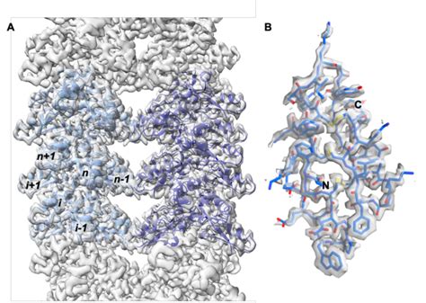 High Resolution Cryo Em Structure At 197 Å Resolution Of The Protein