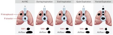 Apex Respiratory Physiology Flashcards Quizlet