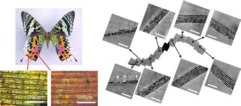Ventral Side Of A Madagascan Sunset Moth Chrysiridia Rhipheus And