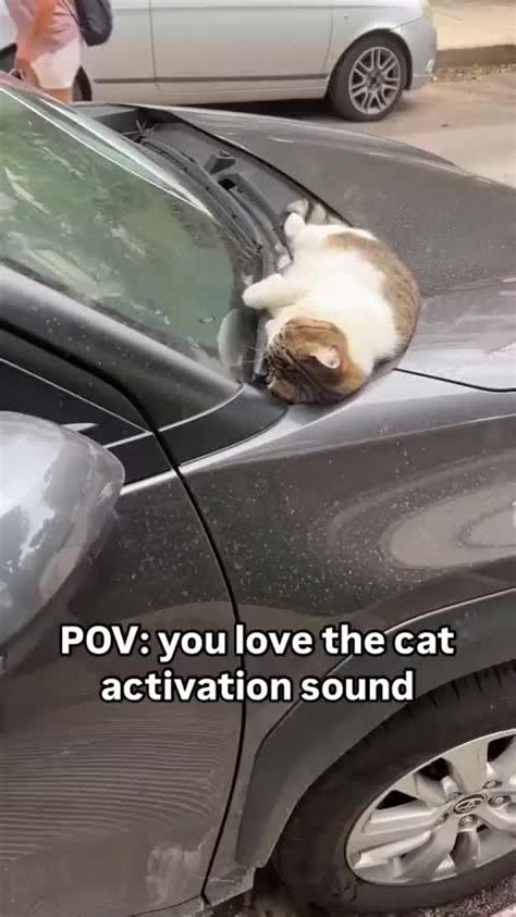 You Love The Cat Activation Sound Album On Imgur You Love The Cat Activation Sound Album On Imgur