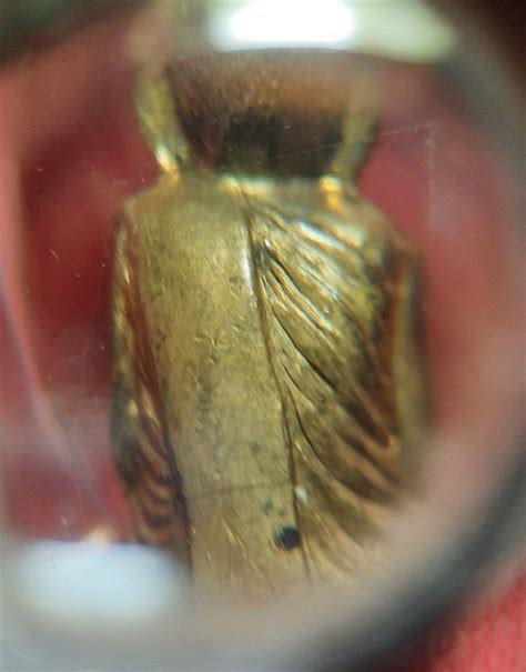 Rooplor Long Phor Daeng B E 2538 Wat Si Mahapo Hobbies And Toys Memorabilia And Collectibles