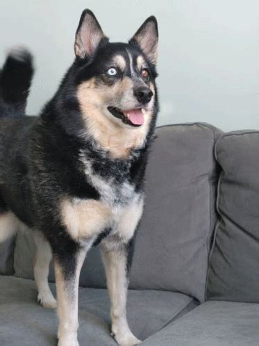 Luna GIF Luna Discover Share GIFs