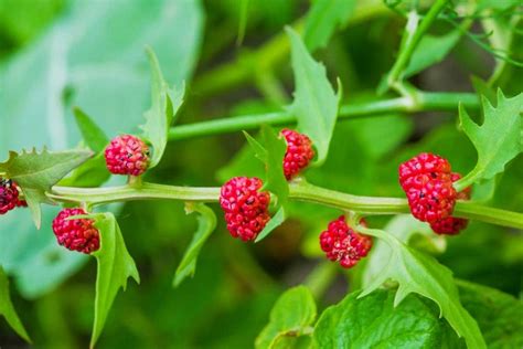 Strawberry Spinach How To Grow At Carol Hilburn Blog
