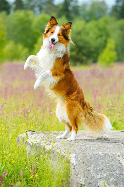 鲜花背景上的抚养的边境牧羊犬 包图企业站