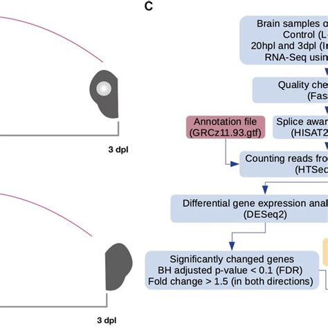pipeline for rna preparation and analysis of rna sequencing rna seq