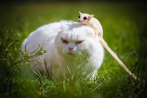 Gato Escoc S Blanco Del Doblez Con El Planeador Del Az Car Blanco En