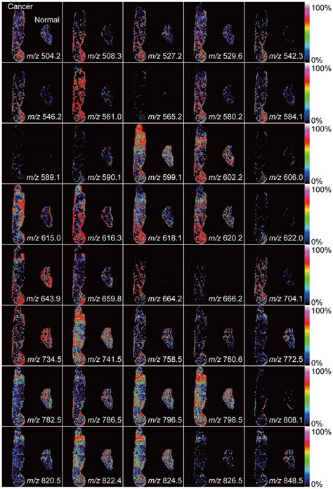 Visualization Of Molecular Distribution In Case 1 We Visualized Ion Download Scientific