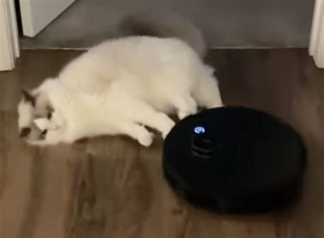 ここから先は行かせにゃい 〜！ ロボット掃除機を蹴って遊んじゃう猫さん。 ねこのこと。～猫がもっと好きになる動画紹介サイト～