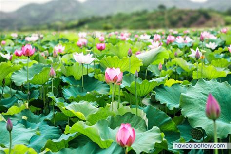 Hướng Dẫn A Z Cách Trồng Sen Trong Chậu Tại Nhà Chậu Composite Havico