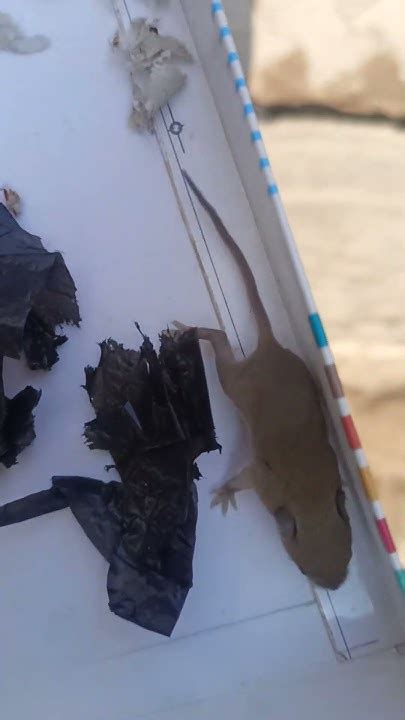 Little Mouse Newshorts Shortvideos Videoeditor Youtube