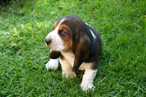 Basset Hound Puppy Free Photo Download Freeimages