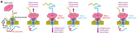 Multi Pass Single Molecule Nanopore Reading Of Long Protein Strands With Single Amino Acid
