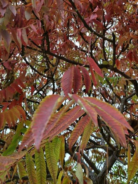 Premium Photo Low Angle View Of Tree
