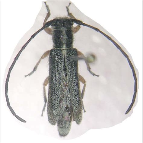 Habitus Of Hydrocassis Larvae Dorsal And Ventral Views A H