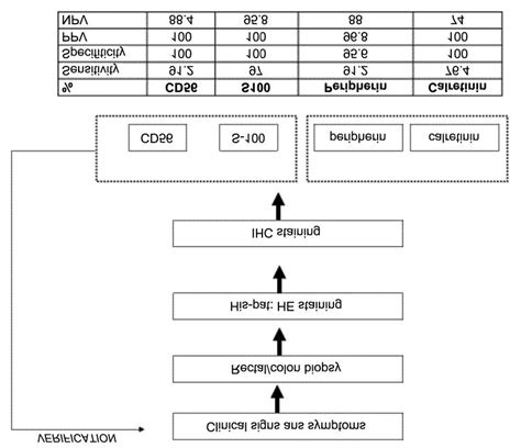 diagnostic algorithm based on verification of immunohistochemical