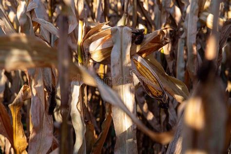 Autumn Cornfield Background Yellow Corn Cob Kernels Silk Husks Stalks