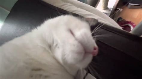 고양이와 같이 자면 안되는 이유 Youtube