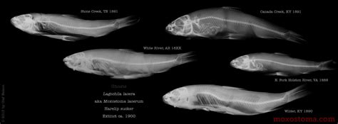 Sologic Root Cause Analysis Last Week Facebook Lost Nearly 19 Of Its