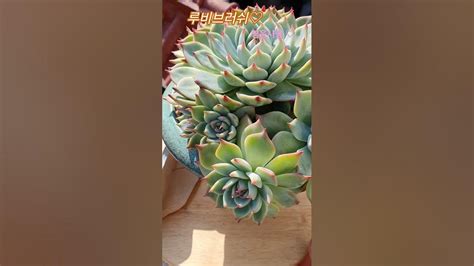 2523영웅사랑 쁘띠님 루비브러쉬 다육이 다육식물 Youtube