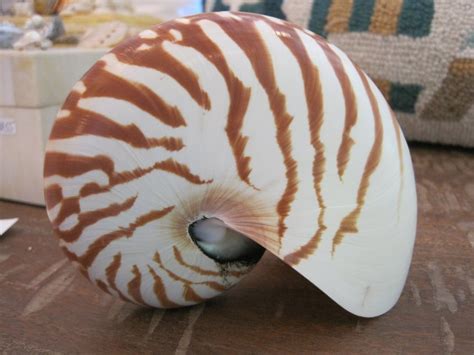 Natural Nautilus Shell Large Nautilus Coastal Home Decor Seashells