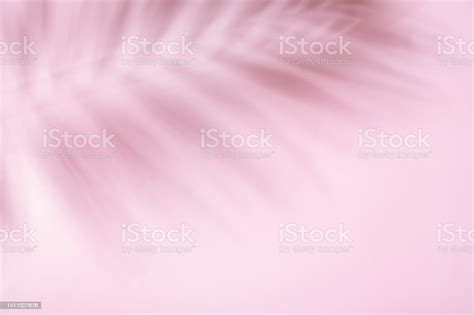 분홍색 파스텔 배경에 열대 야자 잎 그림자 여름 배경 0명에 대한 스톡 사진 및 기타 이미지 0명 개념 개념과 주제 Istock