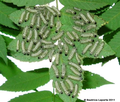 Hickory Tussock Moth Or Hickory Tiger Moth Lophocampa Caryae Harris