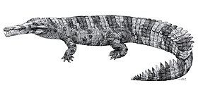 Alligator Hailensis Wikipedia