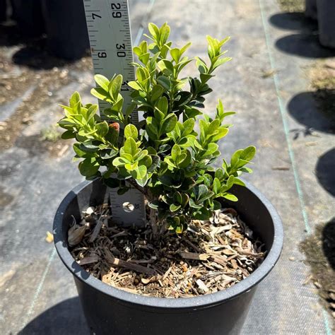 Japanese Boxwood Buxus Microphylla Var Japonica Etsy