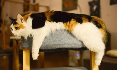 The Ultimate Isabelle Cat Guide Care And Character