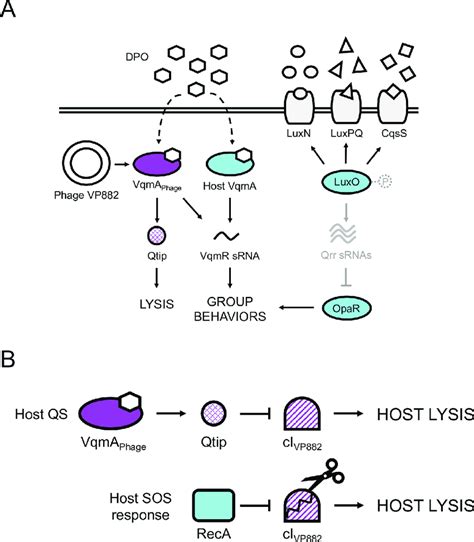 Simplified Schematics Of The Vibriophage Vp882 And Vibrio Qs Circuits Download Scientific