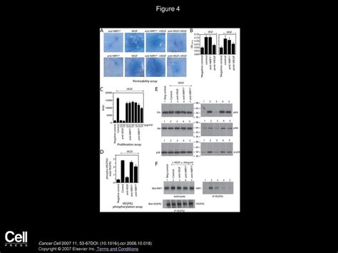 Volume 11 Issue 1 Pages January 2007 Ppt Download