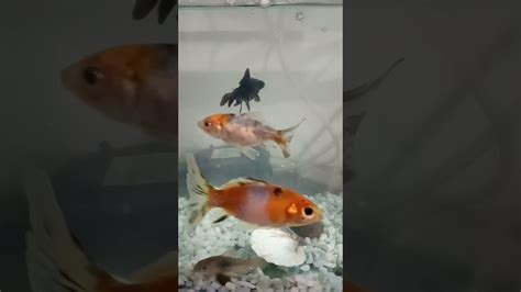 Peces YouTube