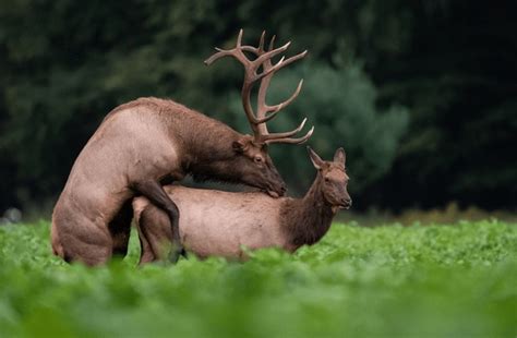 Hundred Deer Sex Royalty Free Images Stock Photos Pictures Shutterstock