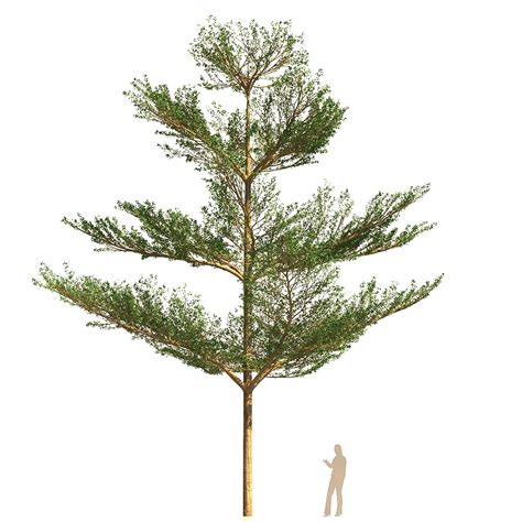 6 Terminalia Ivorensis Tree 3d Model 59 Max Obj Unknown Free3d